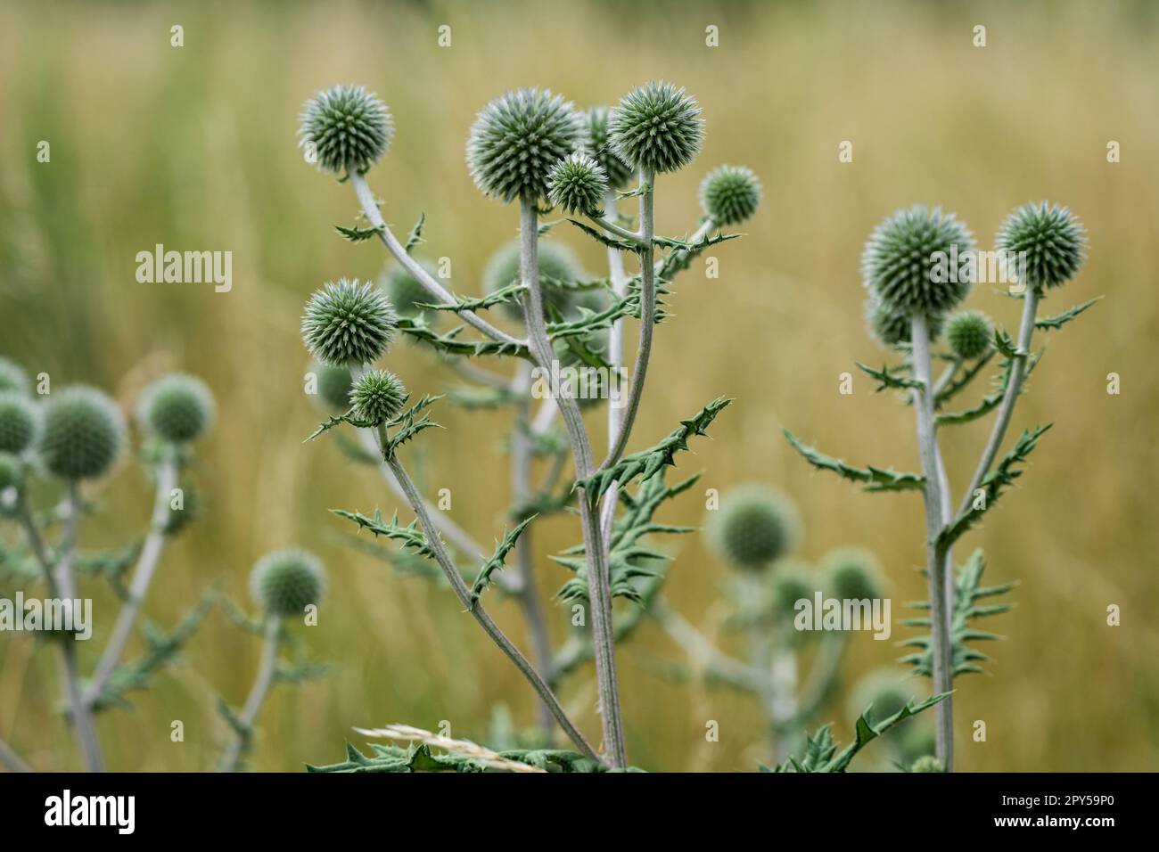 Wild plant of Echinops sphaerocephalus, close-up Stock Photo - Alamy