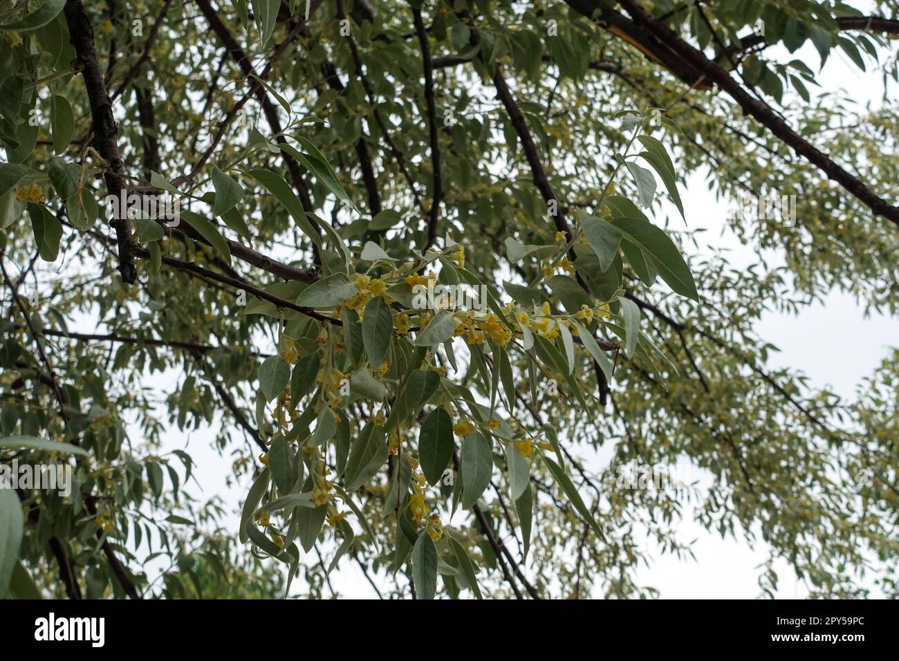 Silverberry hi-res stock photography and images - Alamy