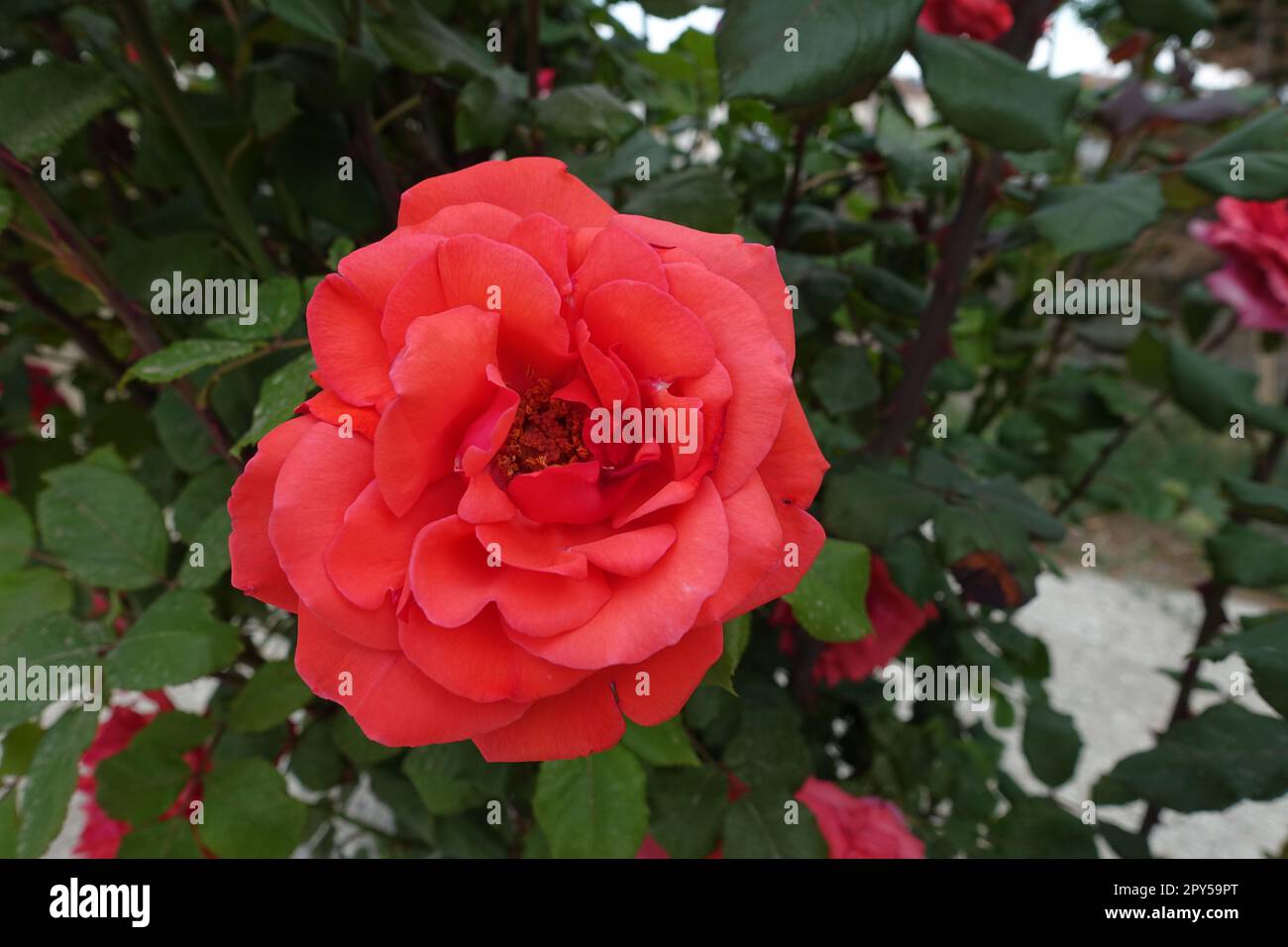 very fresh red rose in rosewood, single red rose Stock Photo - Alamy