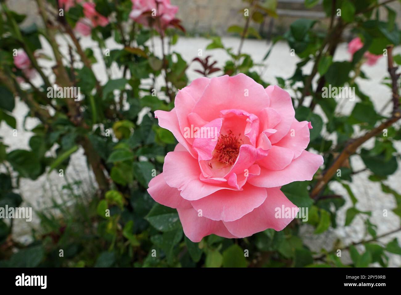 a very fresh pink rose in rosewood, single pink rose Stock Photo - Alamy