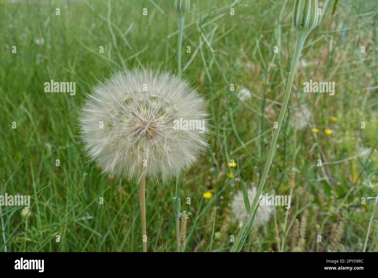 hairy dandelion plant,dandelion hairy,large dandelion fluff Stock Photo ...