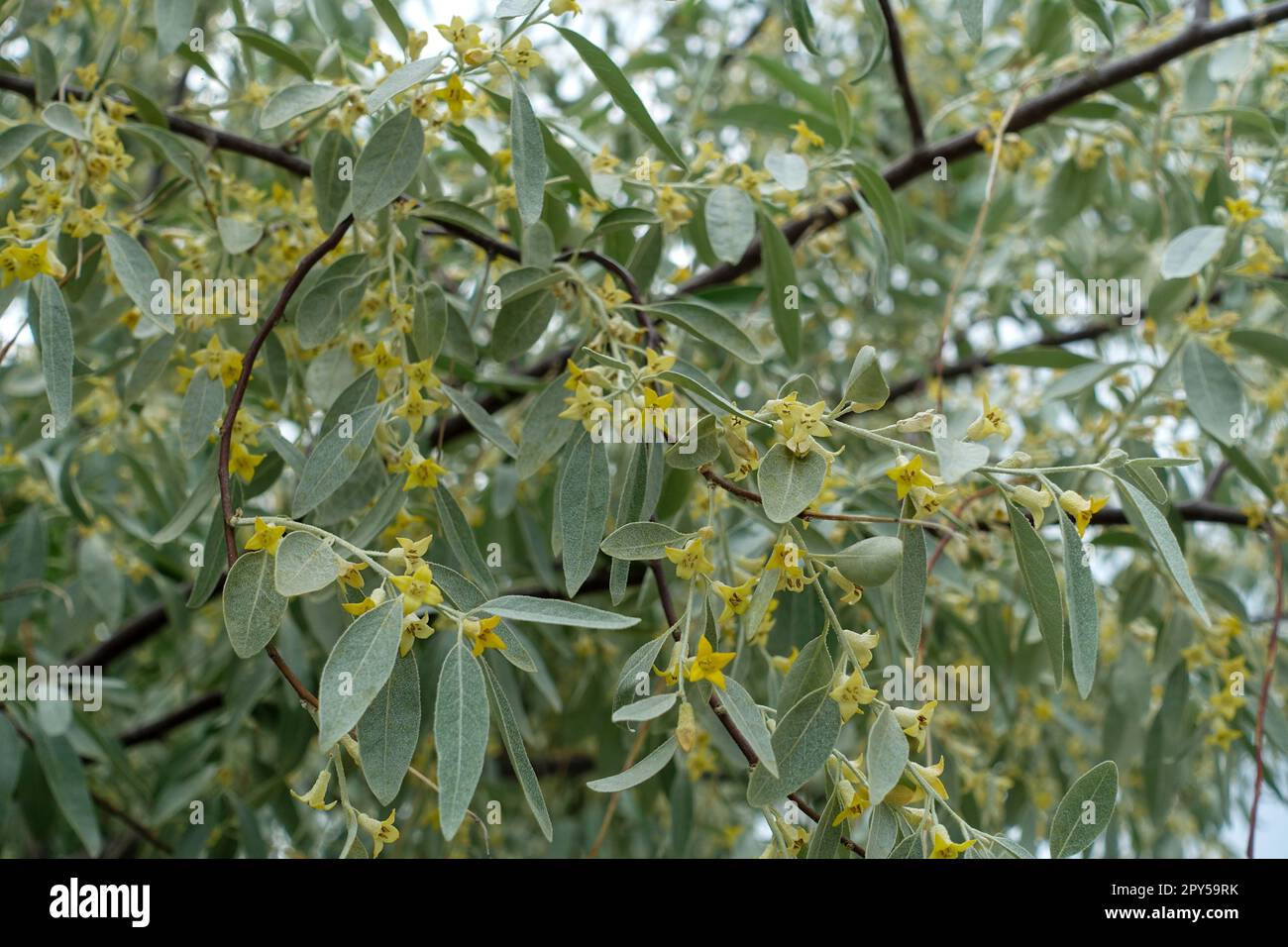 Elaeagnus hi-res stock photography and images - Alamy