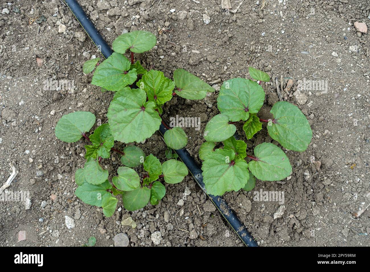 okra planting with drip water system, garden irrigation, okra growing ...