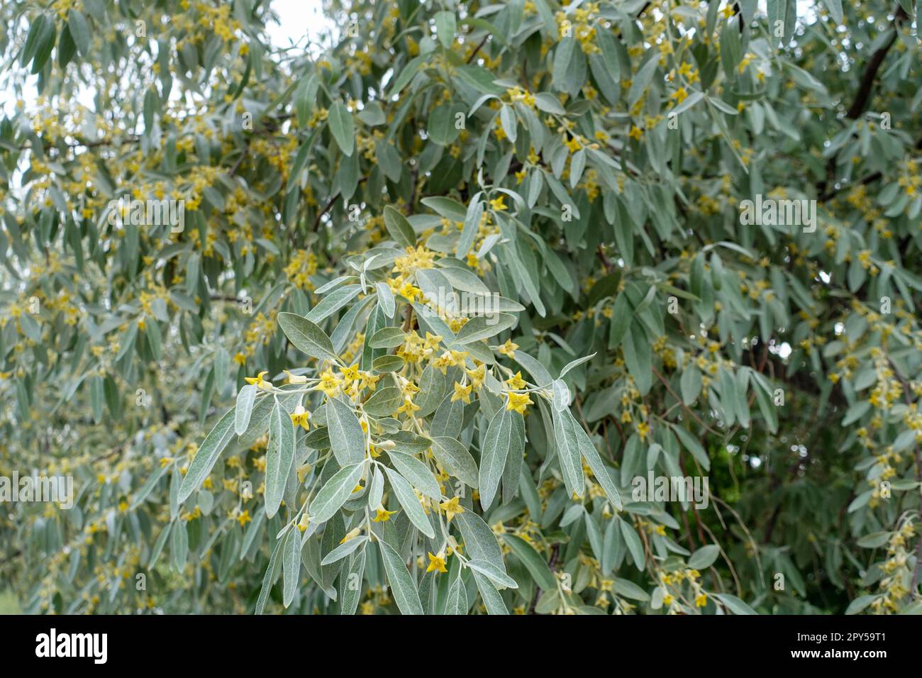 Russian Olive Identification