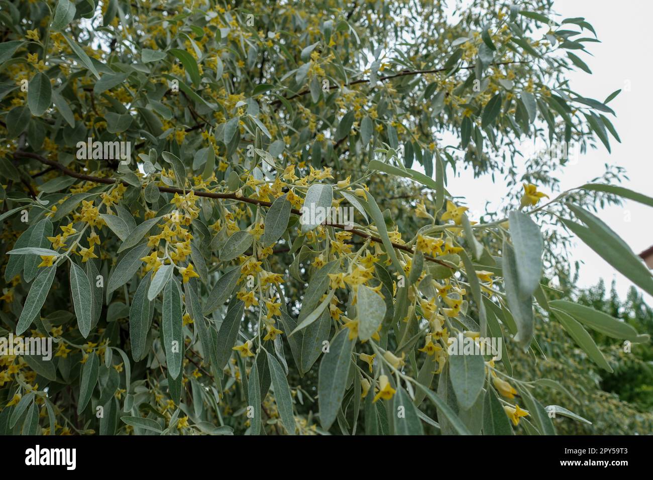 Silverberry hi-res stock photography and images - Alamy