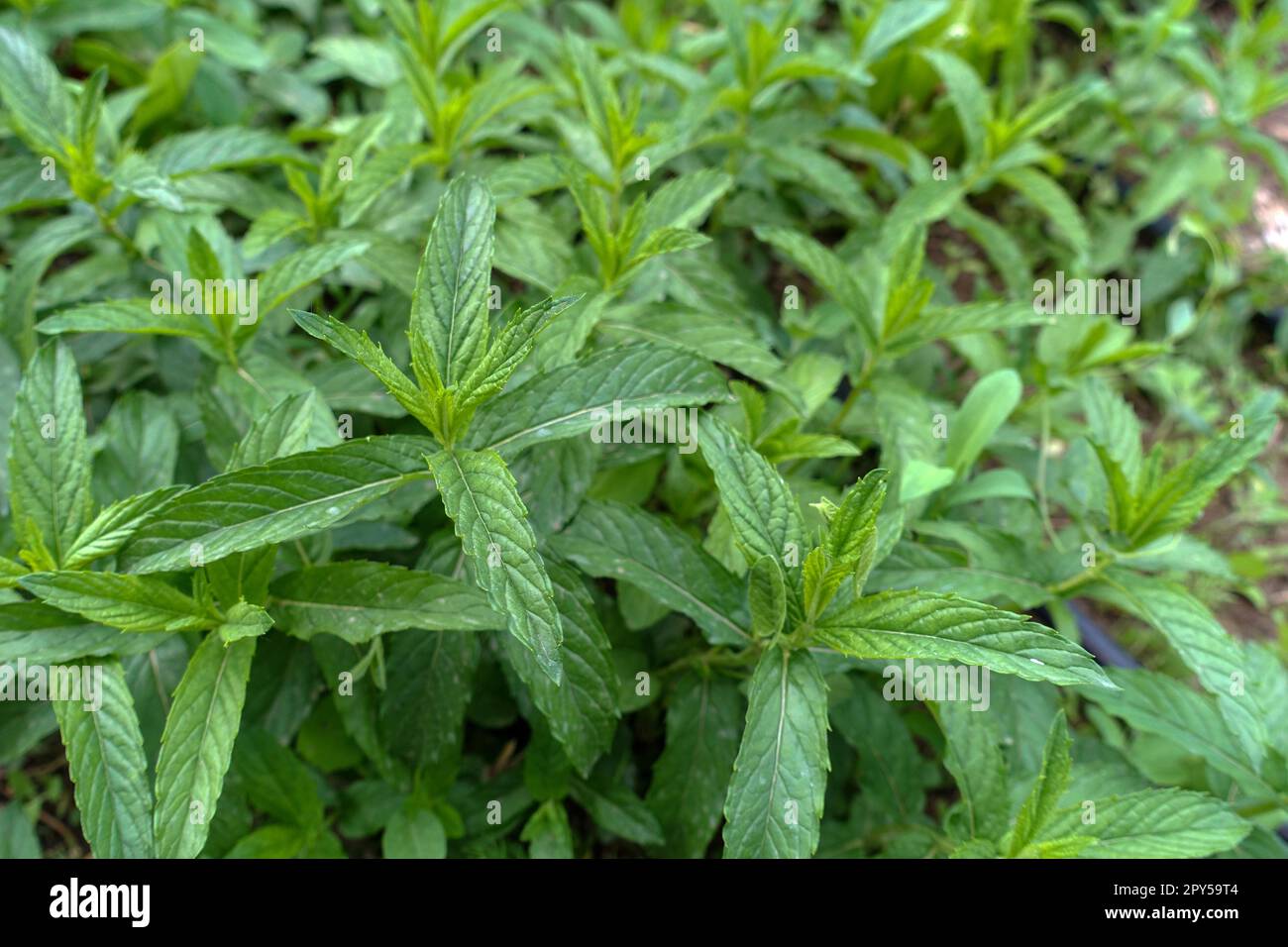 very fresh mint in the garden, green mint plant, aromatic fresh green ...