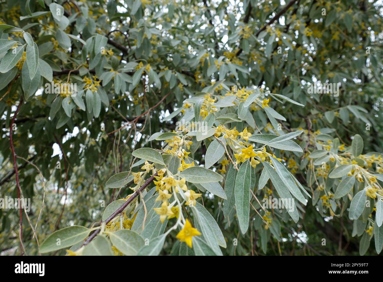 Elaeagnus hi-res stock photography and images - Alamy
