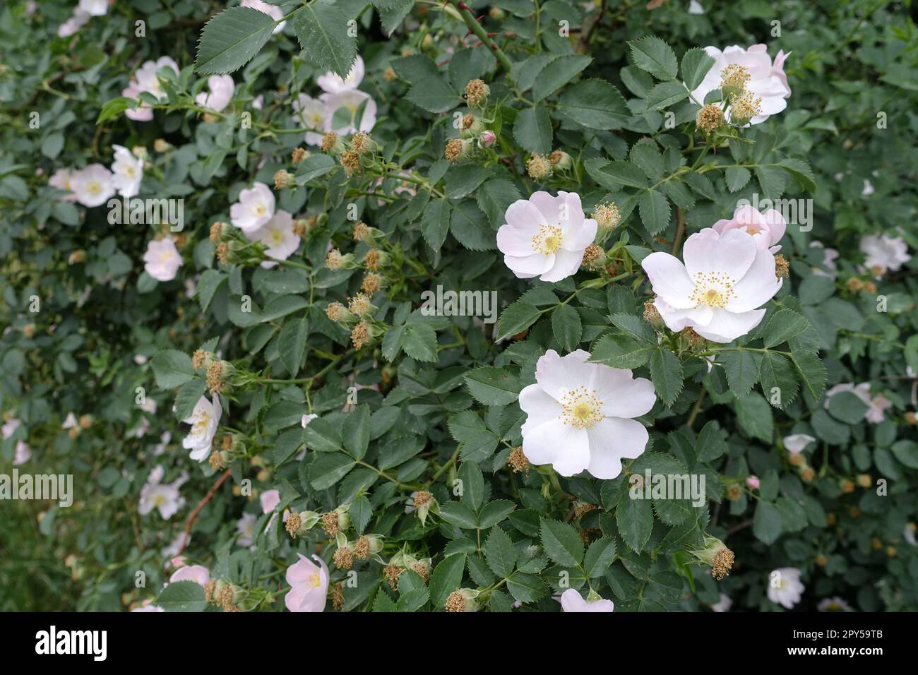 rosehip tree flower,rosehip flower on rosehip tree,thorny rosehip tree ...