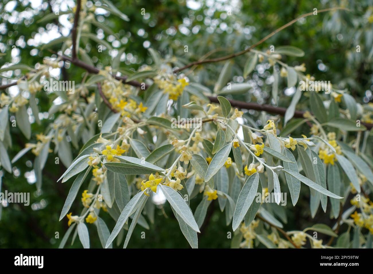 Elaeagnus hi-res stock photography and images - Alamy