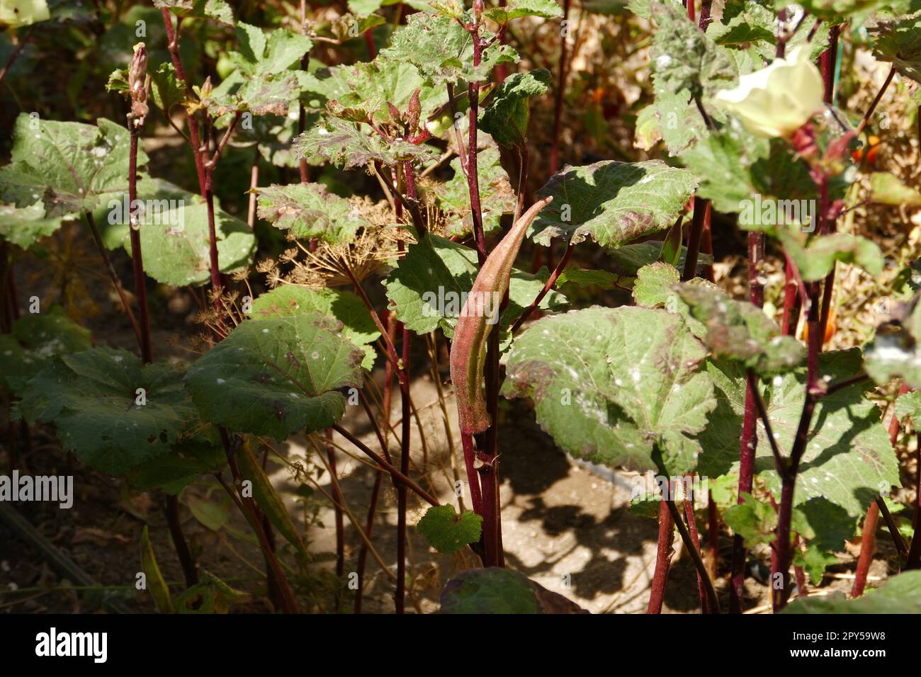 seed okra, okra fruit left for seed Stock Photo - Alamy