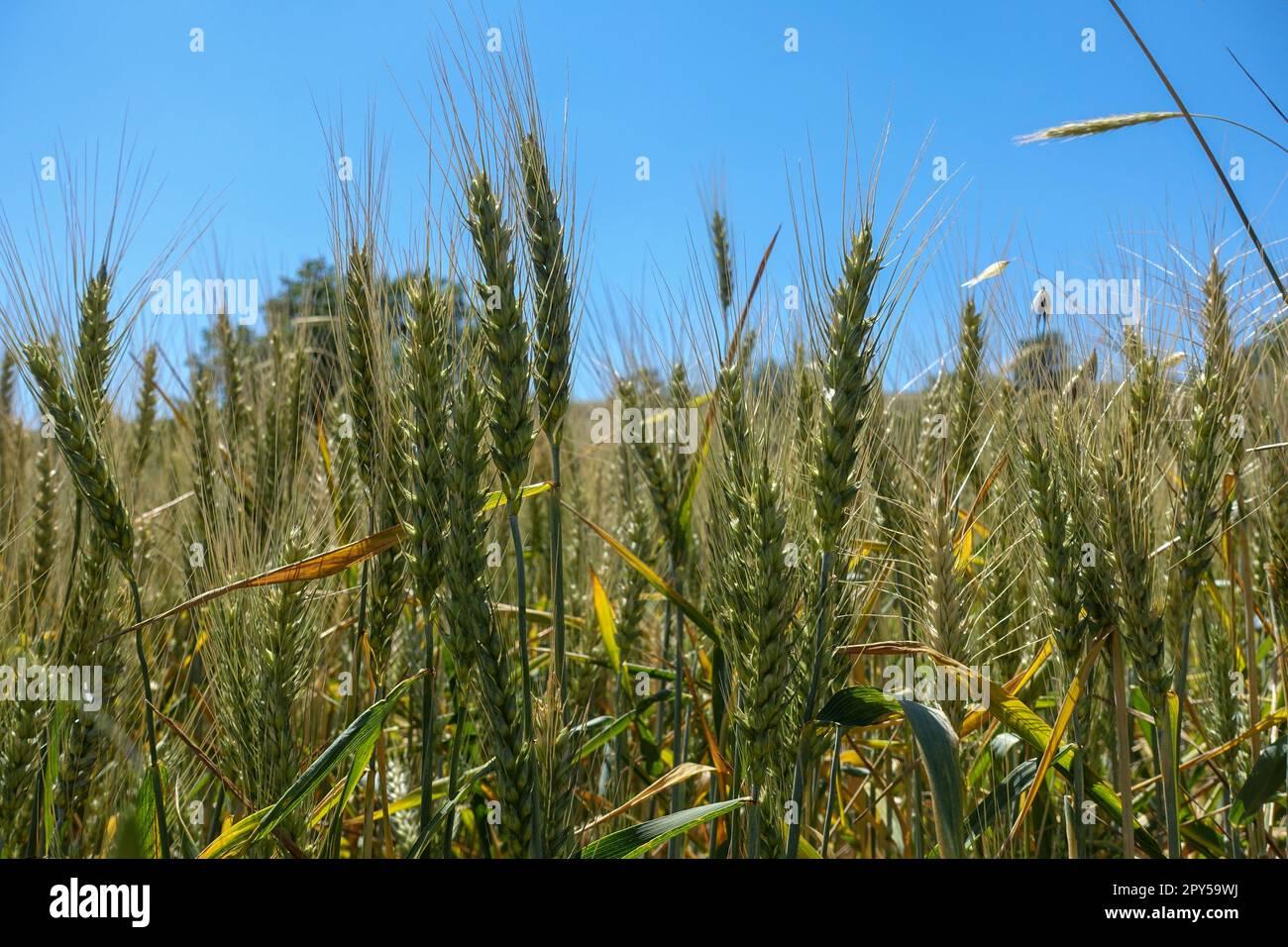 wheat ears images, wheat farming and wheat harvest time, wheat farming ...