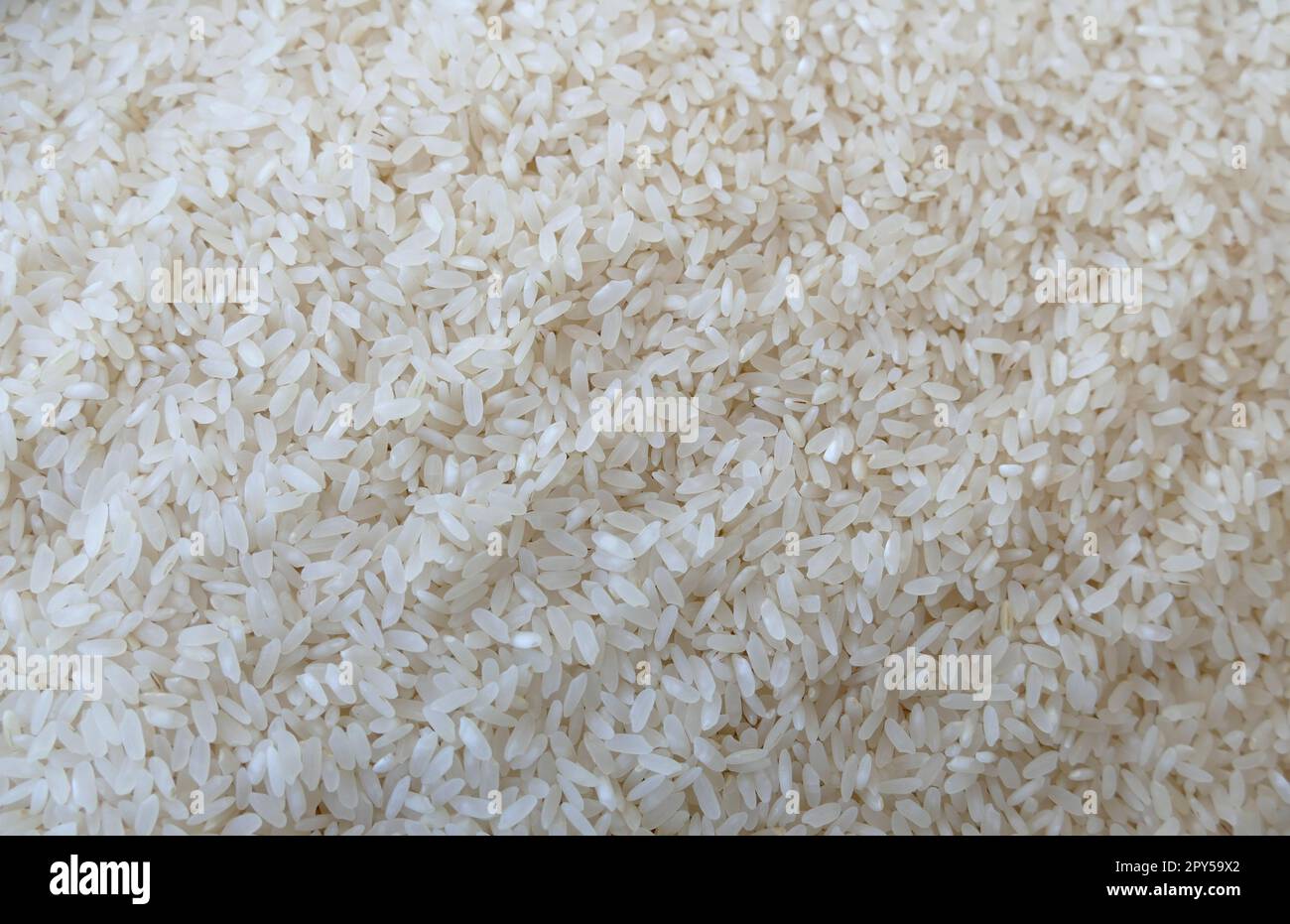 large rice,rice for making pilaf close-up,baldo rice Stock Photo - Alamy