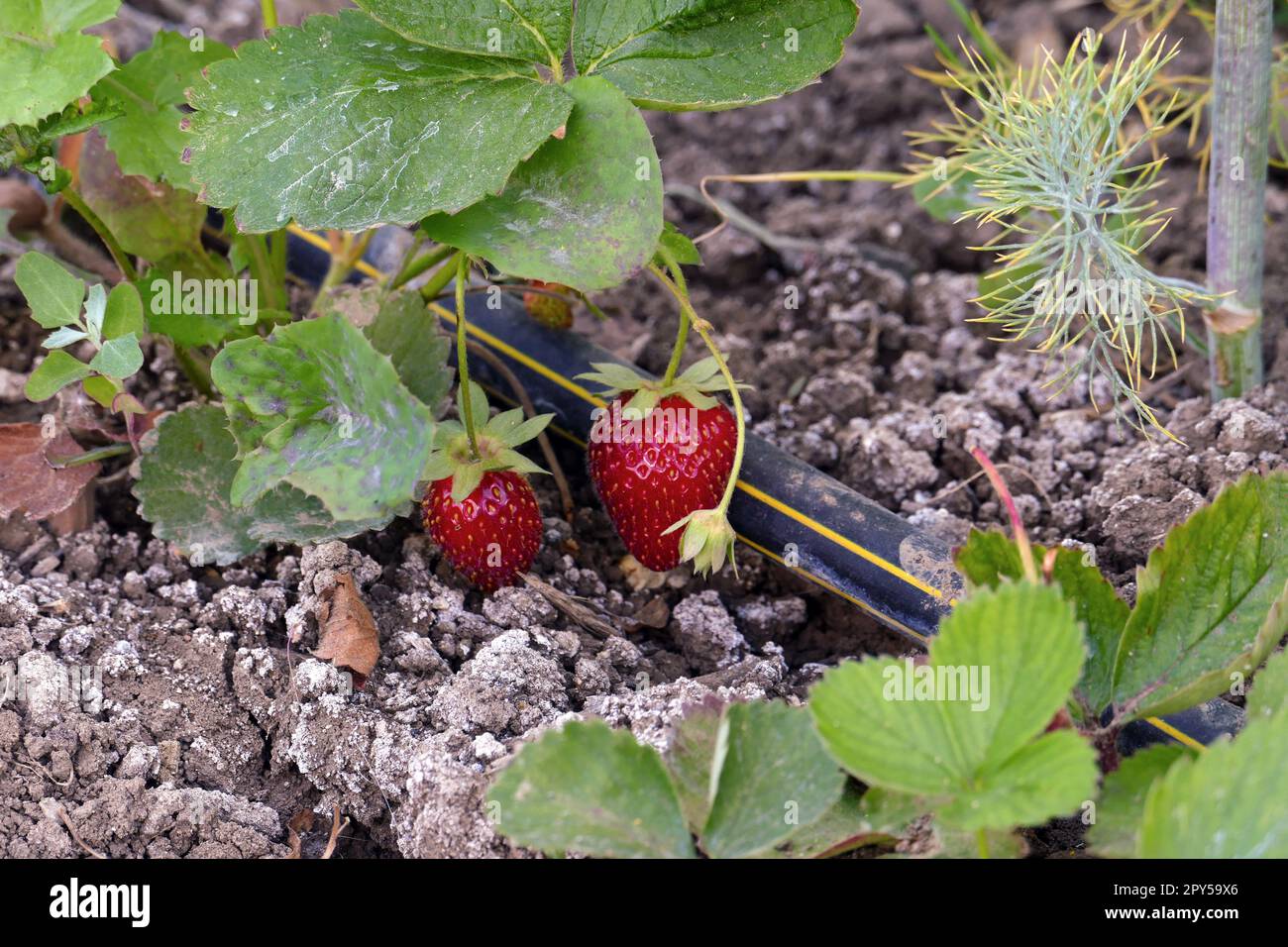 crimson natural strawberry fruit, strawberry cultivation in the soil ...