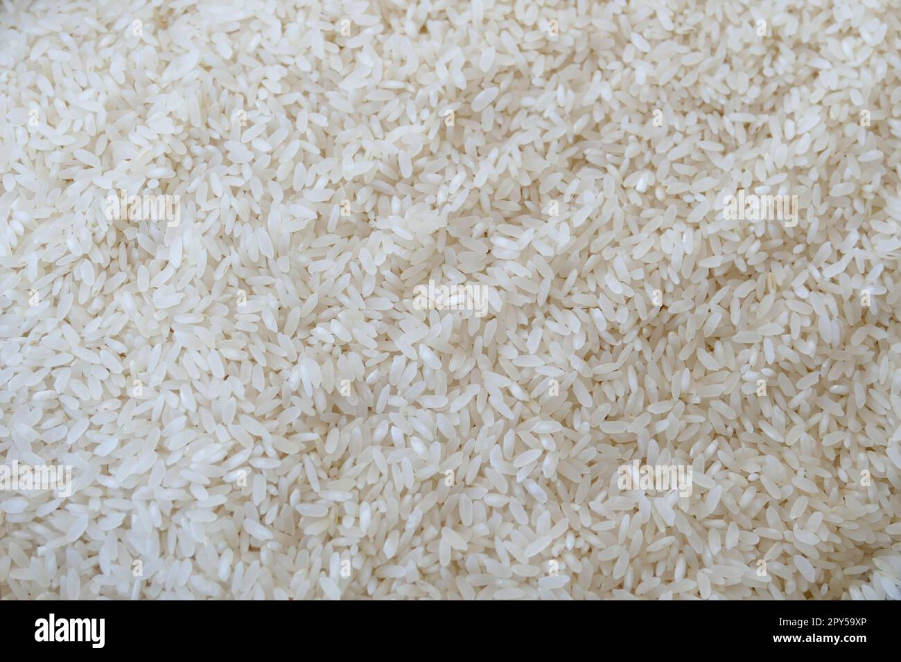 large rice,rice for making pilaf close-up,baldo rice Stock Photo - Alamy