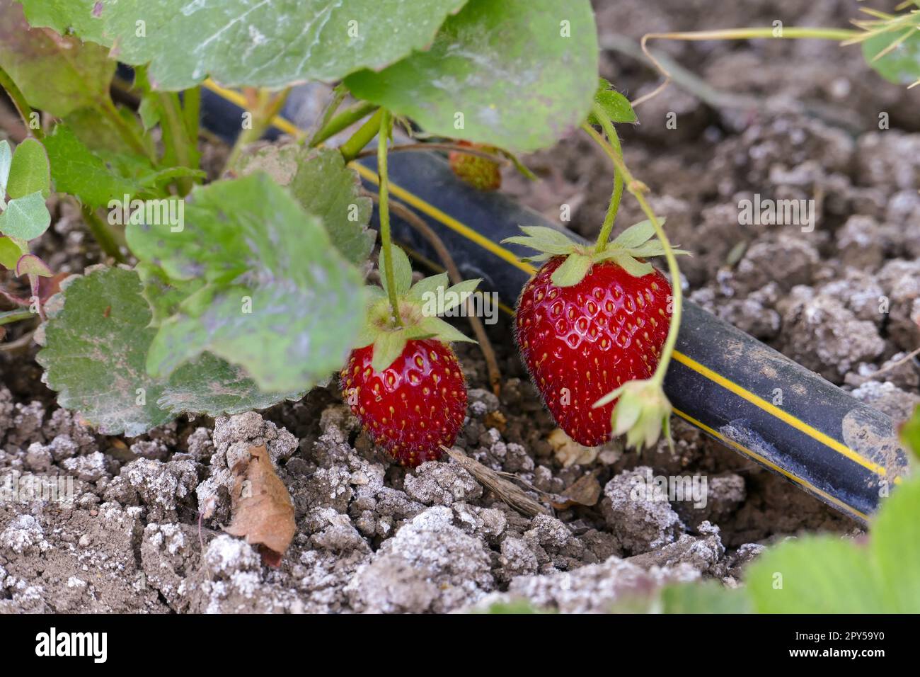 crimson natural strawberry fruit, strawberry cultivation in the soil ...