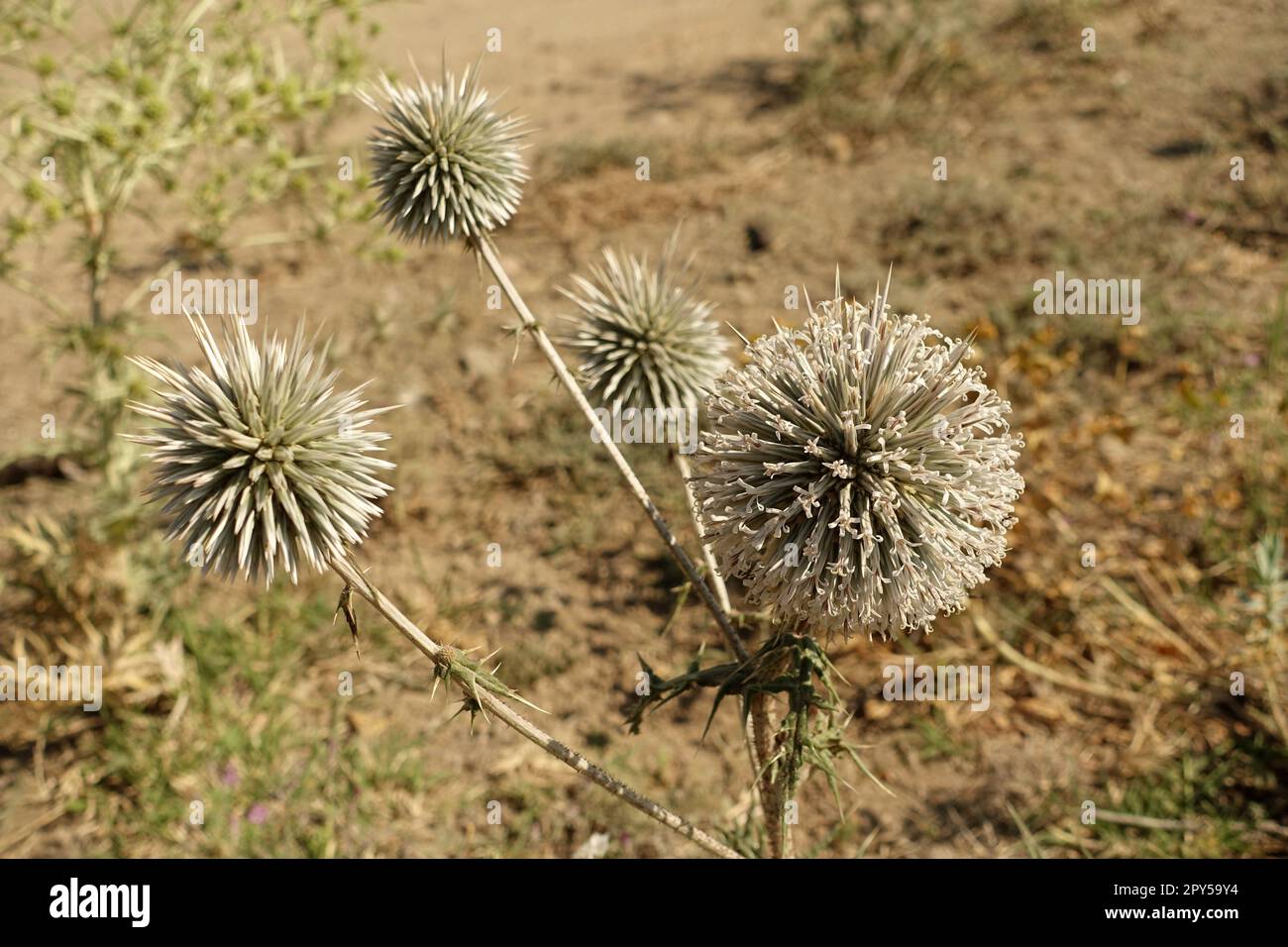 mordovnik plant, mace thistle, thorn ball plant, medicinal mordovnik ...