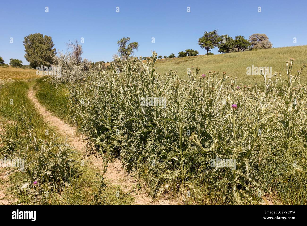 Silybum marianum plant growing by the roadside, Silybum marianum which ...