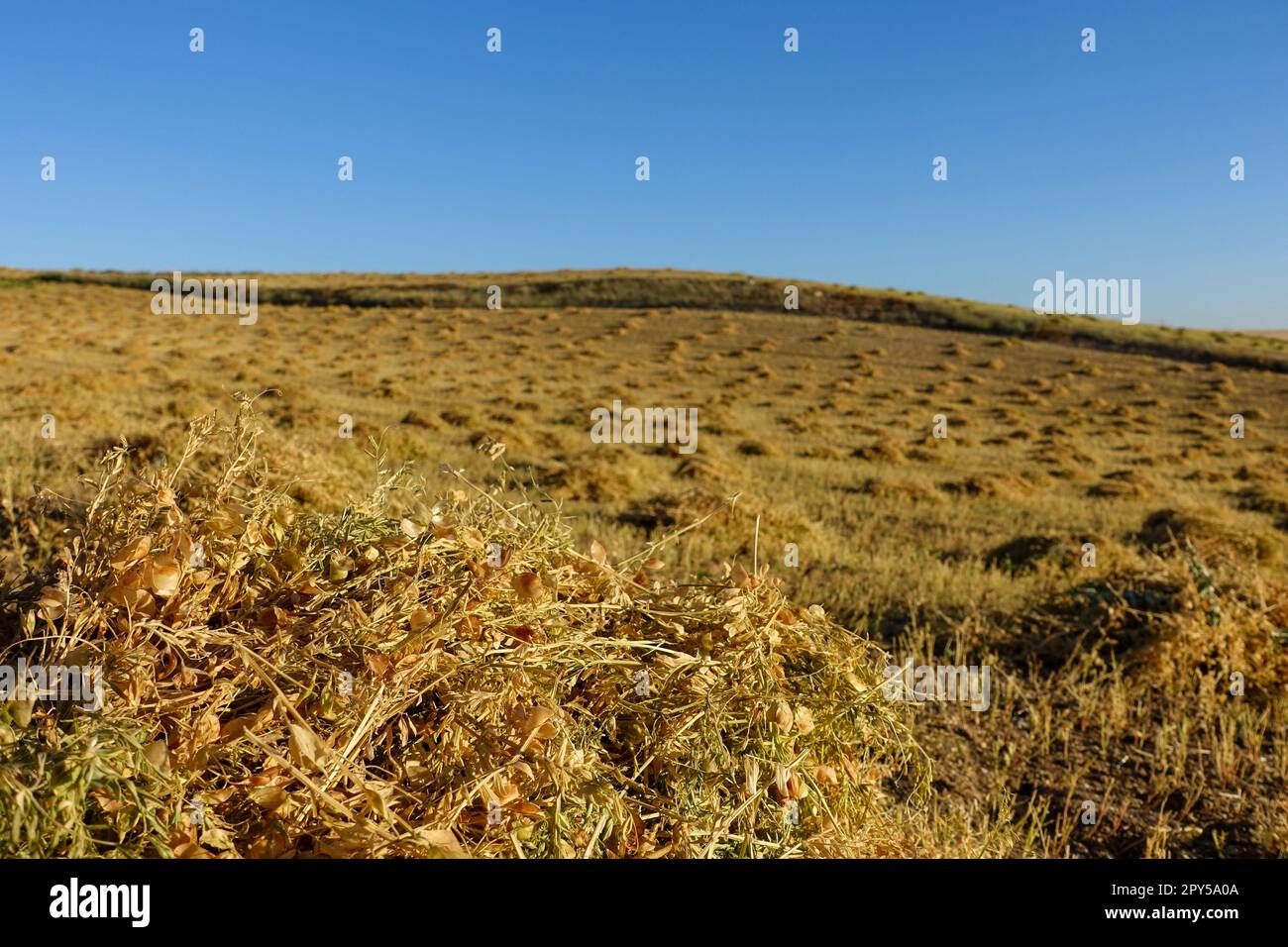 Lentil heaps harvested hi-res stock photography and images - Alamy