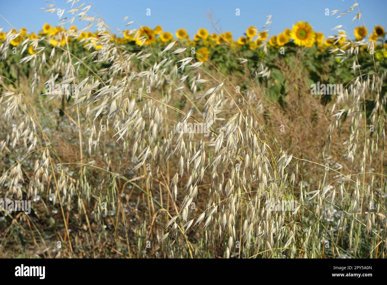 oat plant, dried oat plant close-up, oats from cereal varieties Stock ...