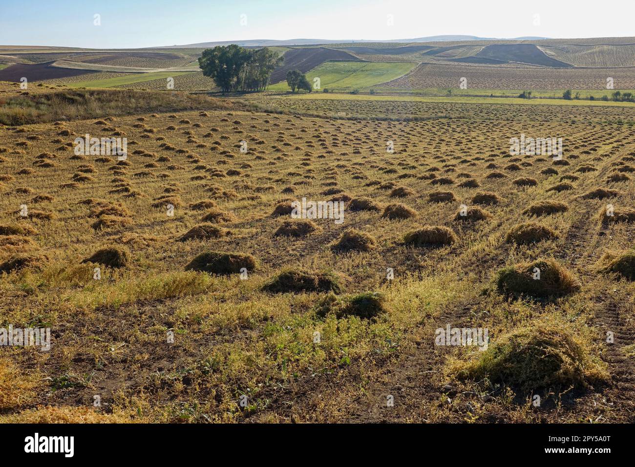 Lentil field hi-res stock photography and images - Alamy