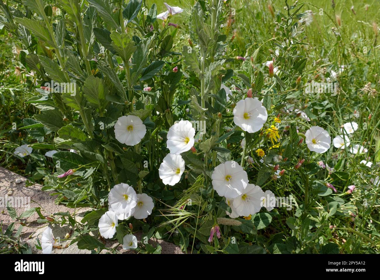 Ivy flower hi-res stock photography and images - Alamy