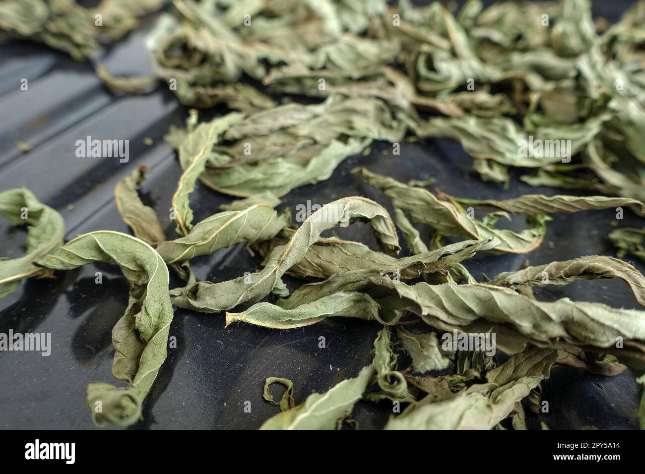 Natural dried mint herb hi-res stock photography and images - Alamy