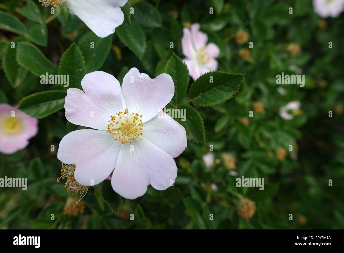 rosehip tree flower,rosehip flower on rosehip tree,thorny rosehip tree ...