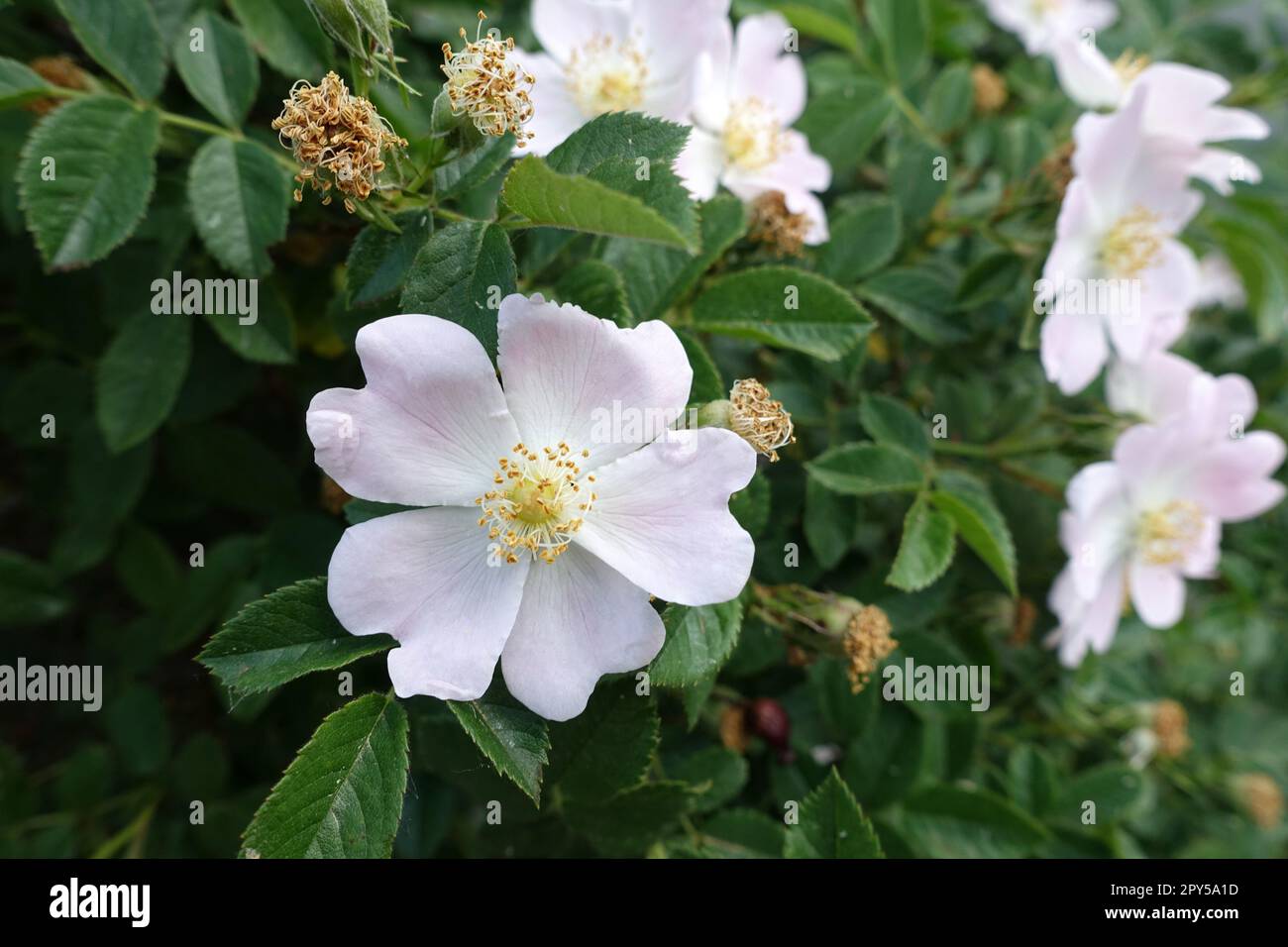 rosehip tree flower,rosehip flower on rosehip tree,thorny rosehip tree ...