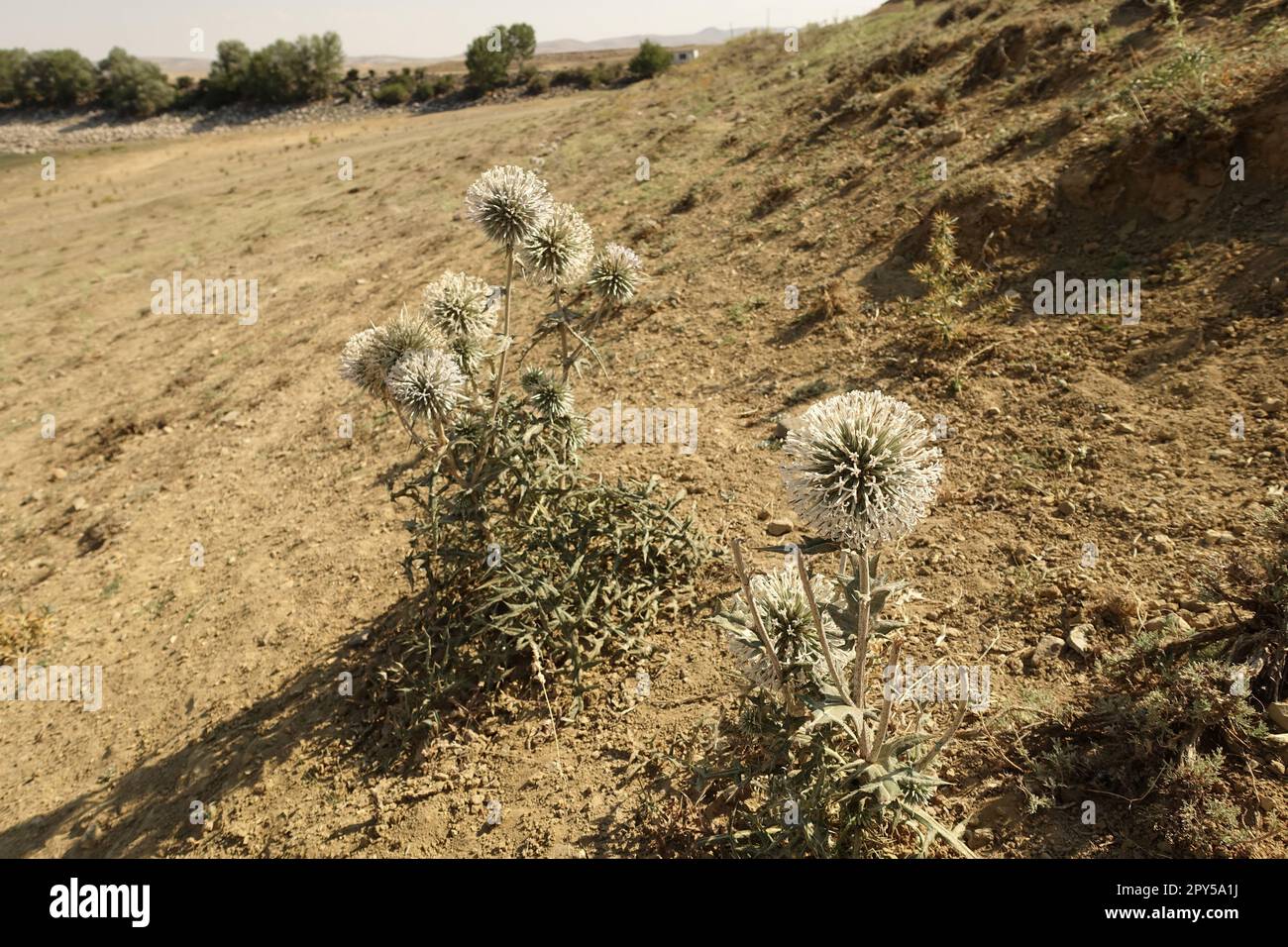 mordovnik plant, mace thistle, thorn ball plant, medicinal mordovnik ...