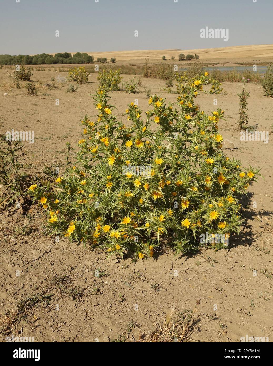 golden thorn,yellow thorn plant,Scolymus Maculatus L. Compositae close ...