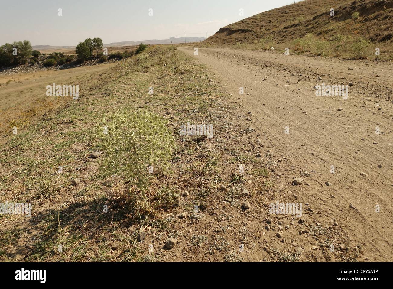 Eryngium campestre plant, roadside Eryngium campestre thistle ...