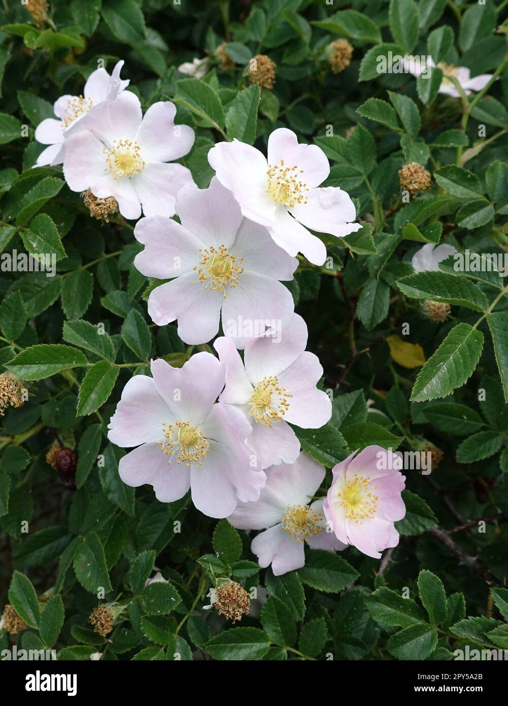 Pink thorny tree hi-res stock photography and images - Alamy