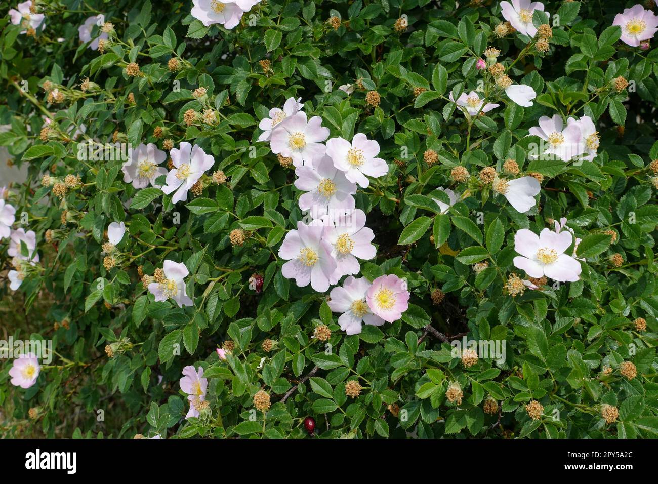 rosehip tree flower,rosehip flower on rosehip tree,thorny rosehip tree ...