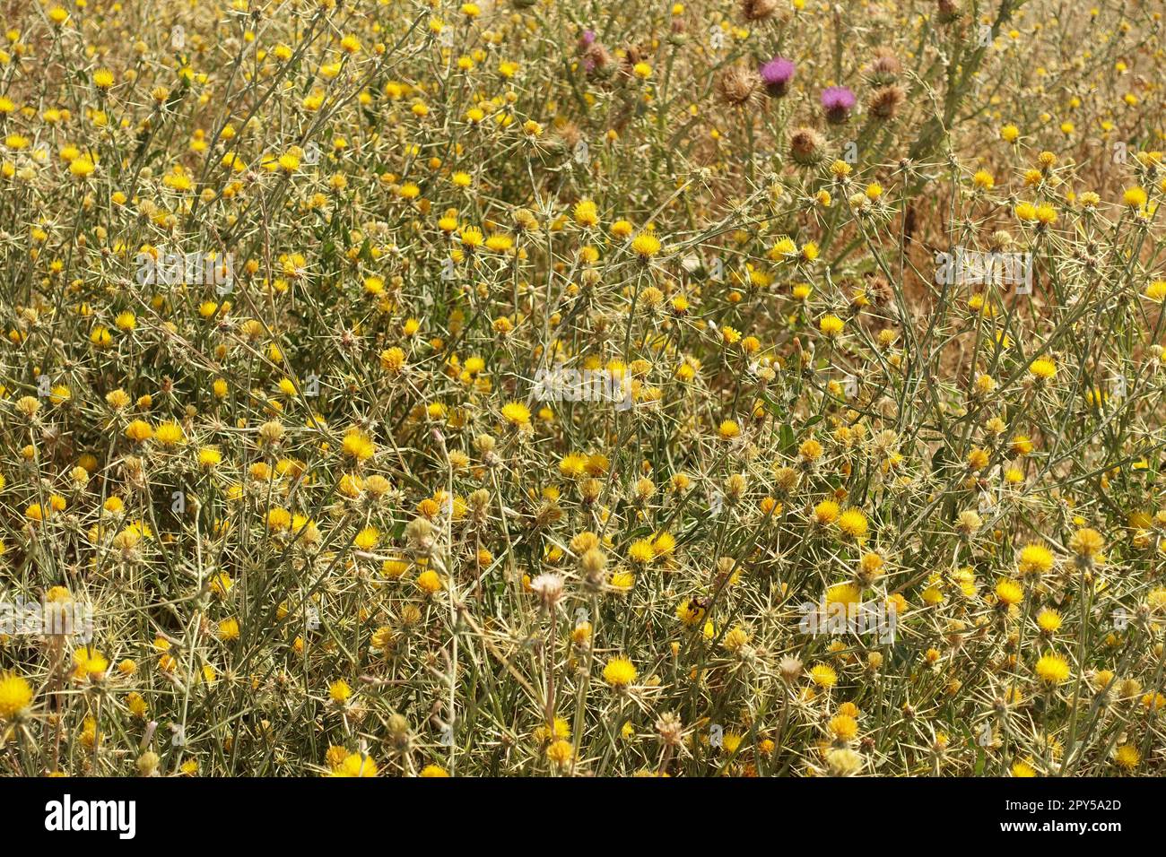 golden thorn,yellow thorn plant,Scolymus Maculatus L. Compositae close ...