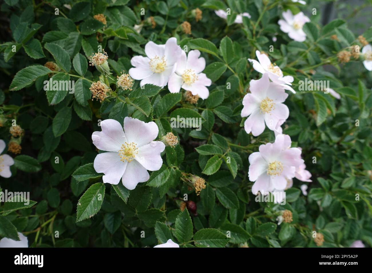 Thorny rosehip tree hi-res stock photography and images - Alamy