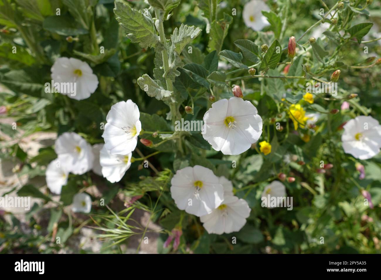 White ivy flower hi-res stock photography and images - Alamy