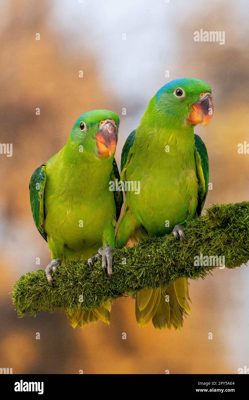 blue-naped parrot, juvenile Stock Photo - Alamy
