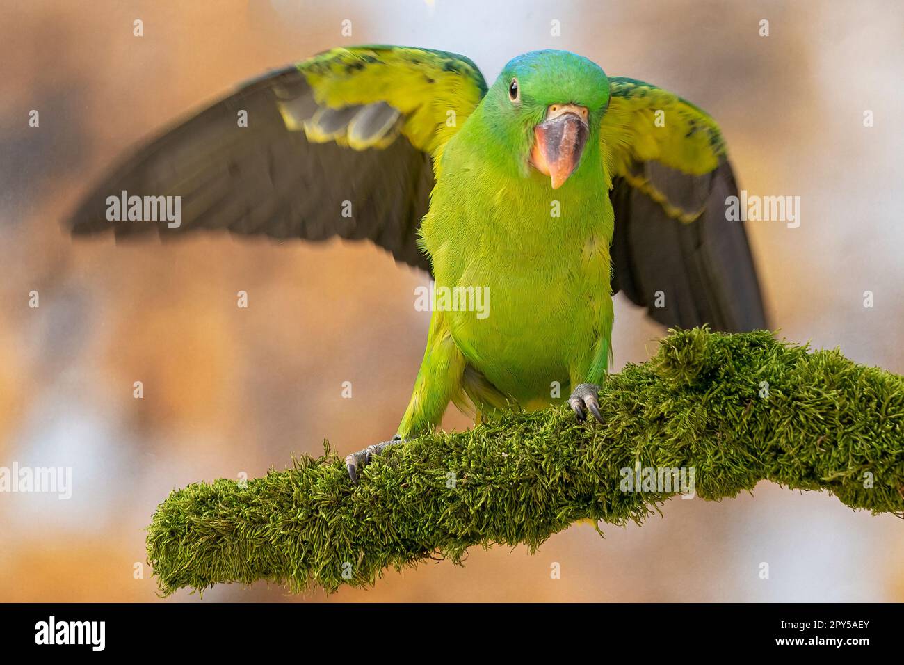 blue-naped parrot, juvenile Stock Photo - Alamy