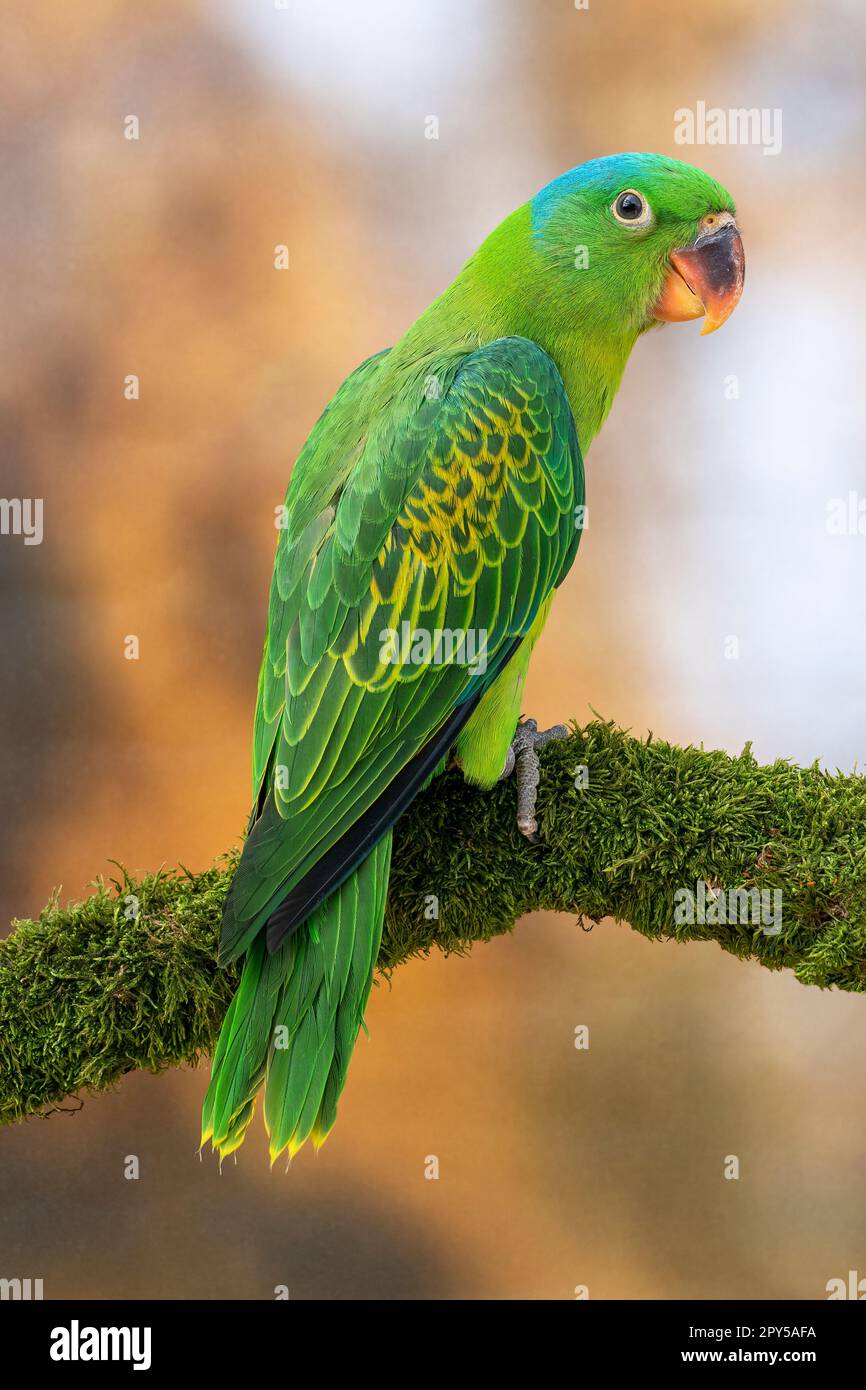 blue-naped parrot, juvenile Stock Photo - Alamy