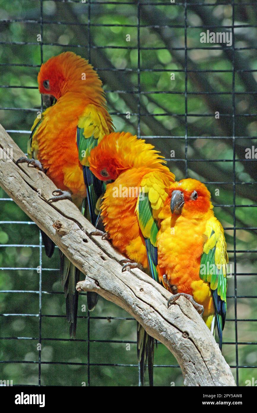 New world parakeet hi-res stock photography and images - Alamy