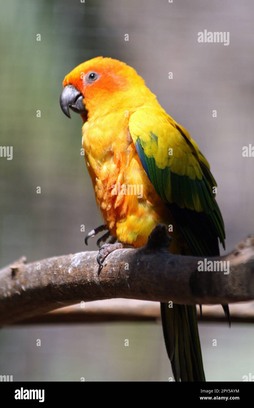 New world parakeet hi-res stock photography and images - Alamy