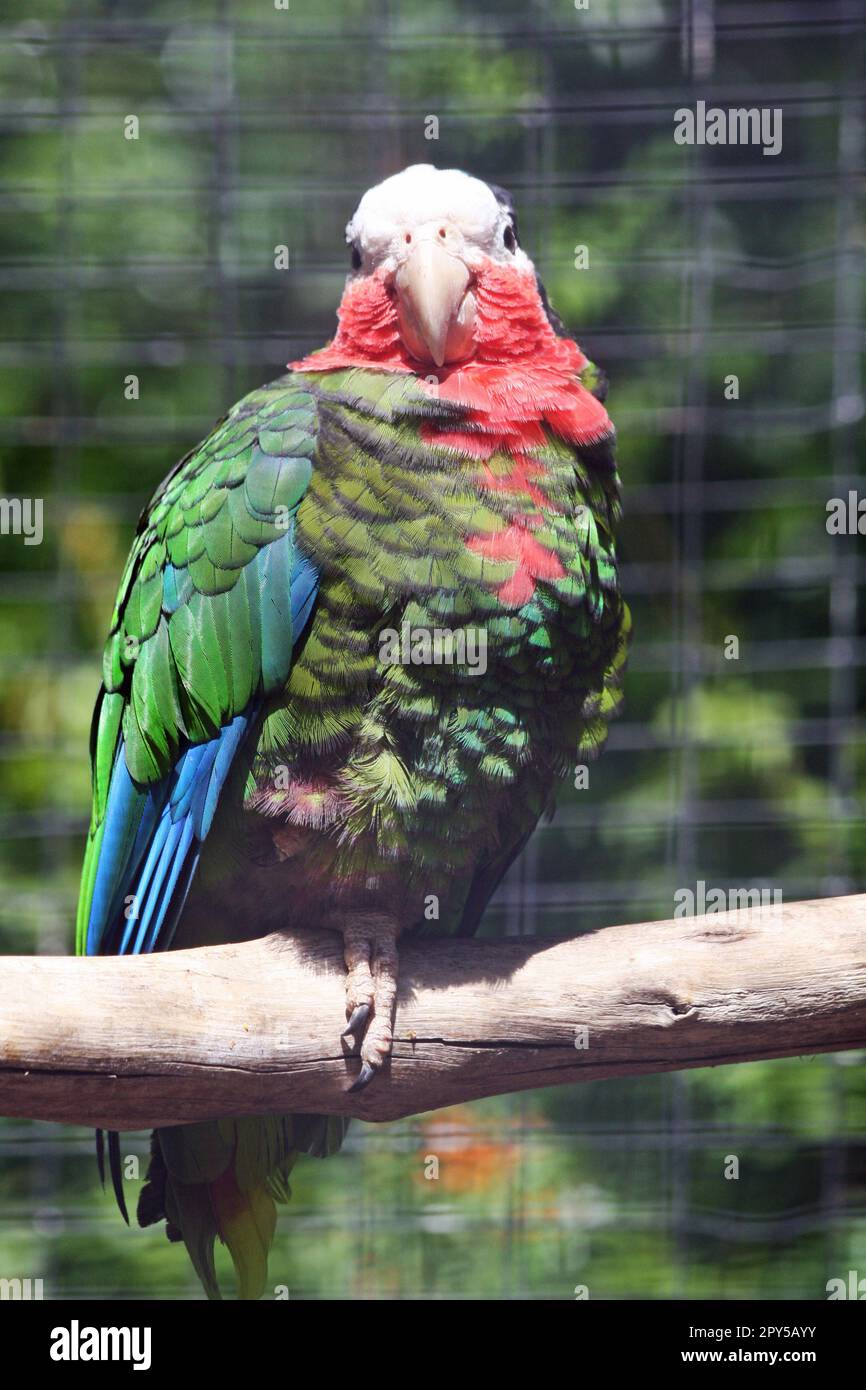 Cuban amazon amazona leucocephala hi-res stock photography and images ...