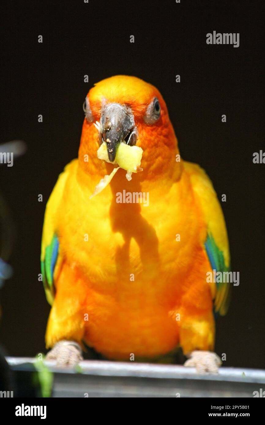 New world parakeet hi-res stock photography and images - Alamy