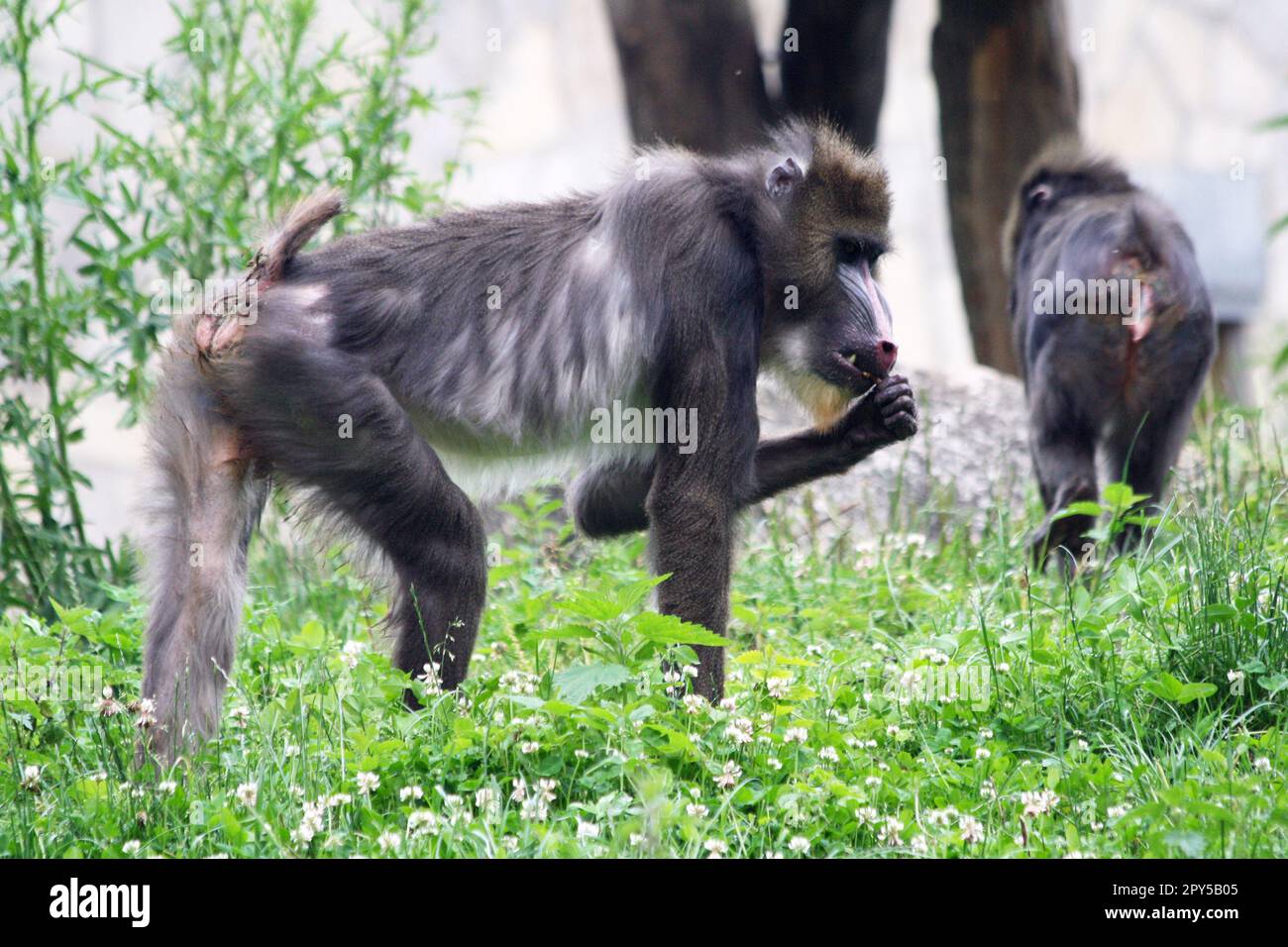 Mandrill affe hi-res stock photography and images - Alamy