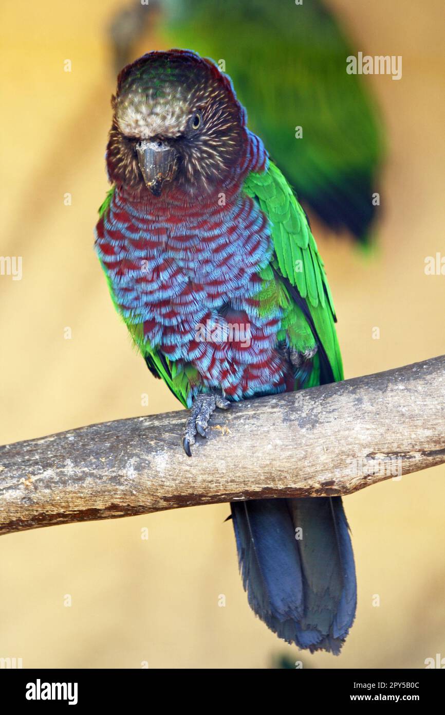 Faecherpapagei hi-res stock photography and images - Alamy