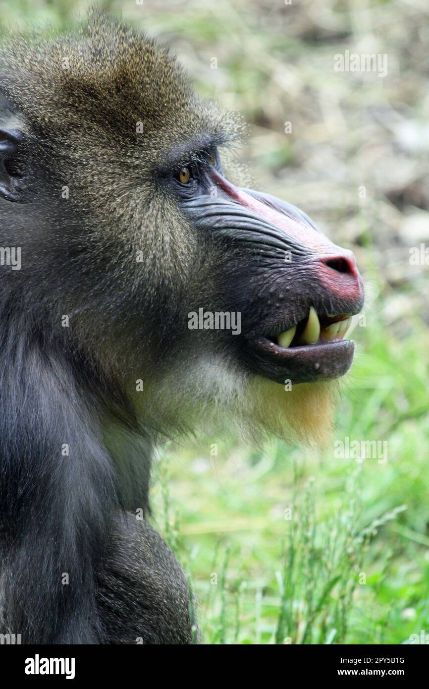 Mandrill affe hi-res stock photography and images - Alamy