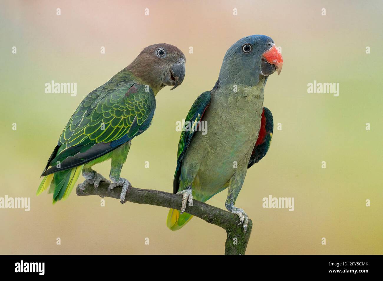 Psittinus hi-res stock photography and images - Alamy