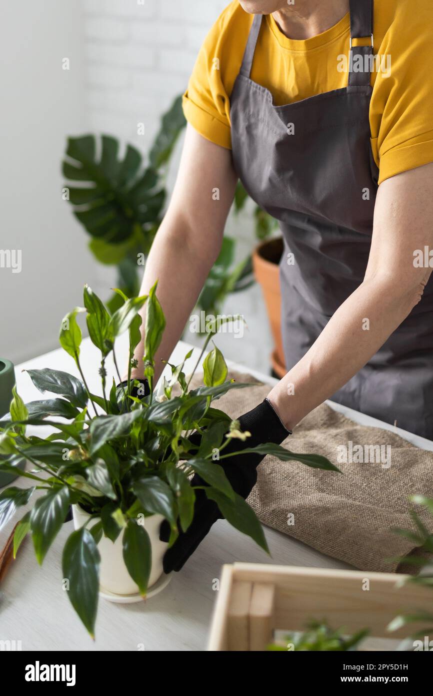 Spring houseplant care, close-up repotting houseplants. Waking up ...