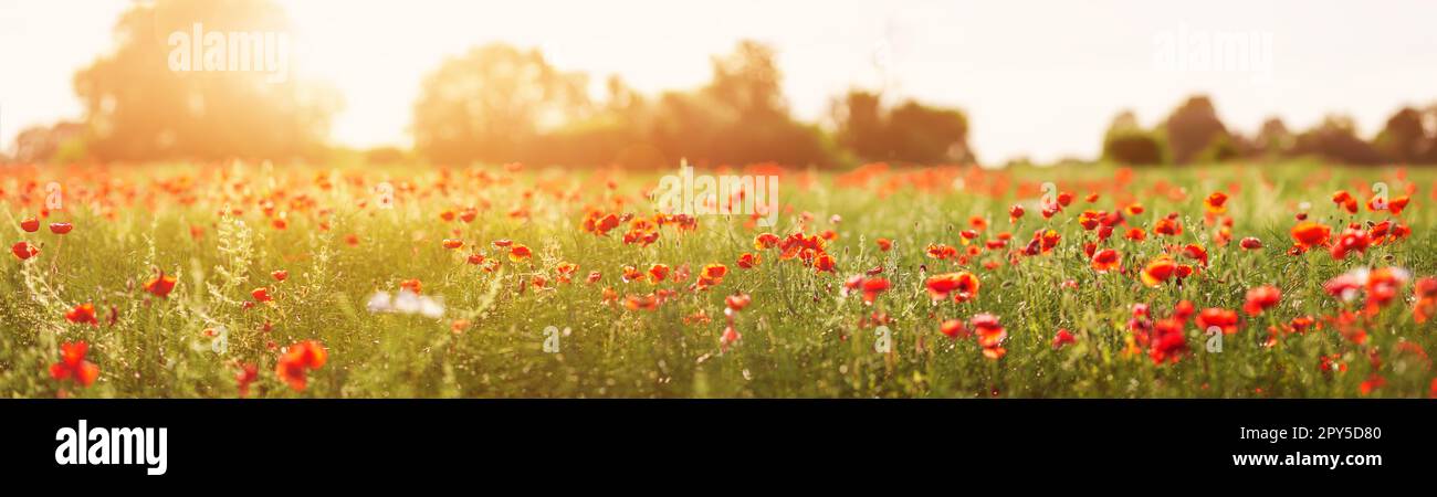 Red poppy field sunset hi-res stock photography and images - Alamy
