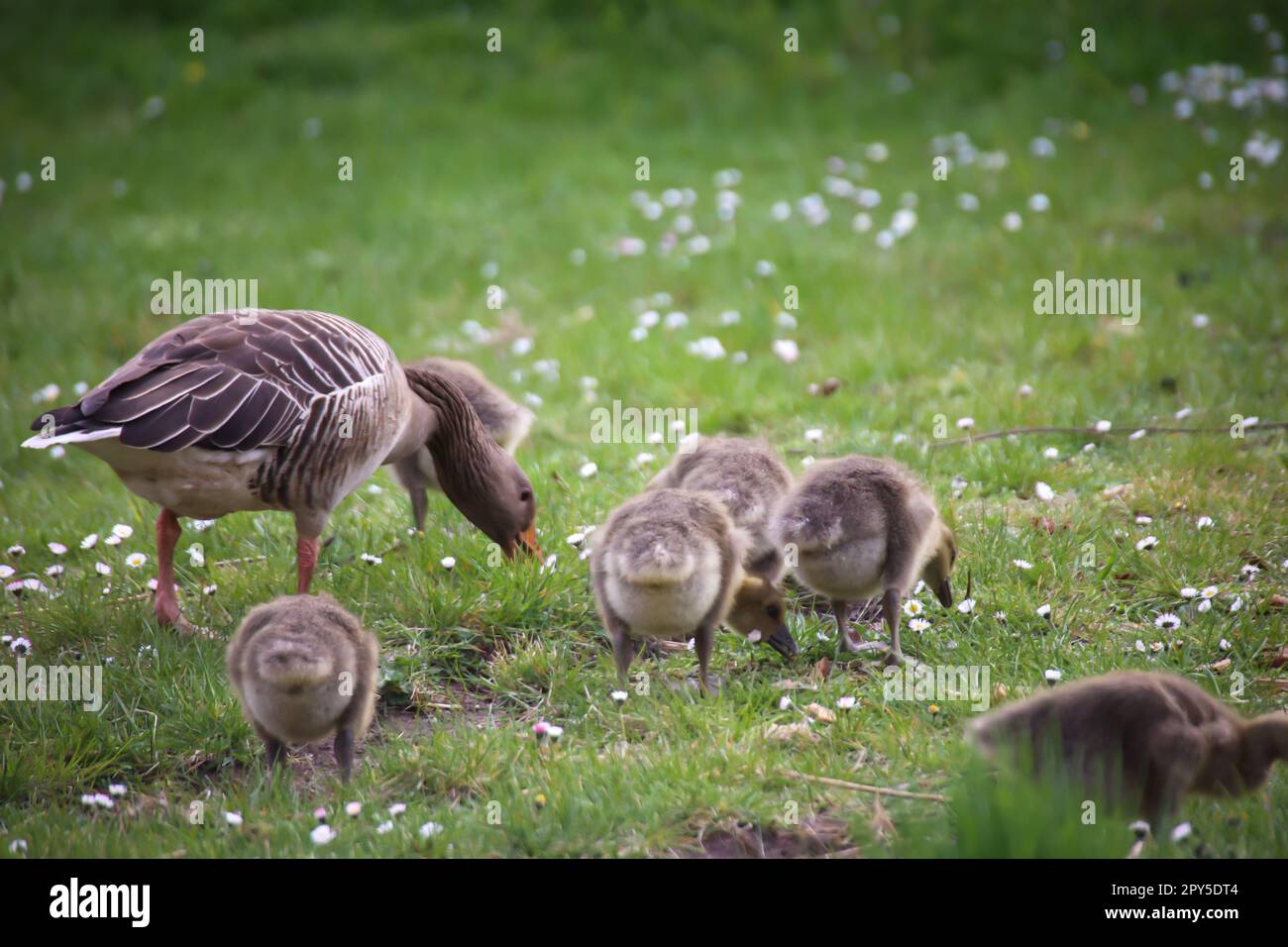 A family of gray goose at a village pond where they make their home ...